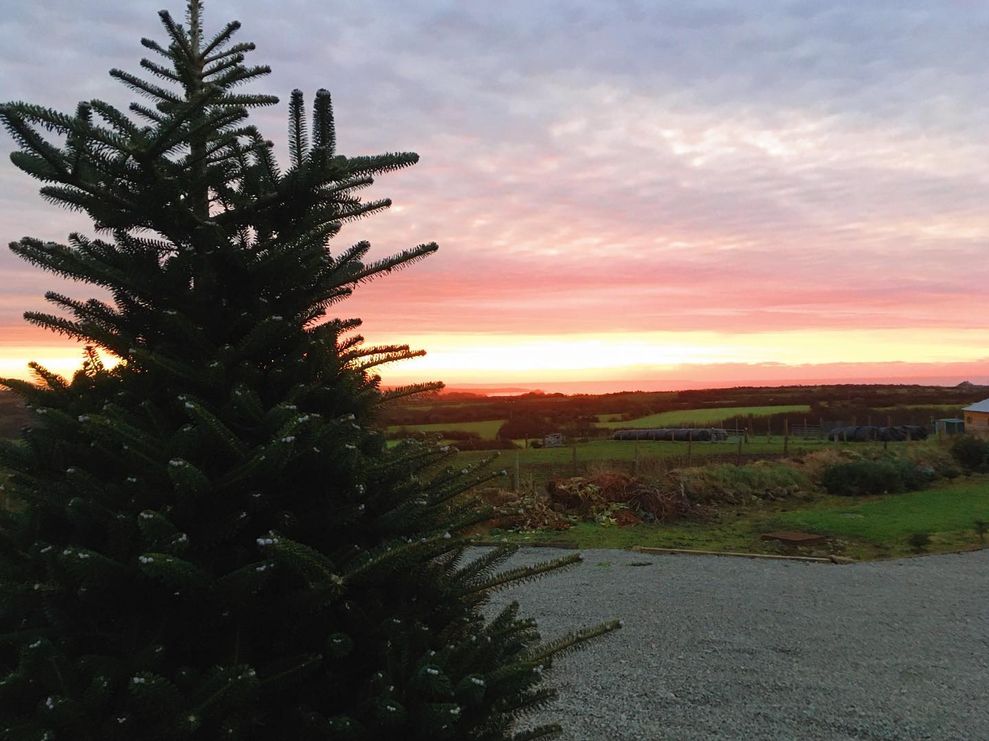 Cornish Christmas trees by Ladydowns Christmas trees