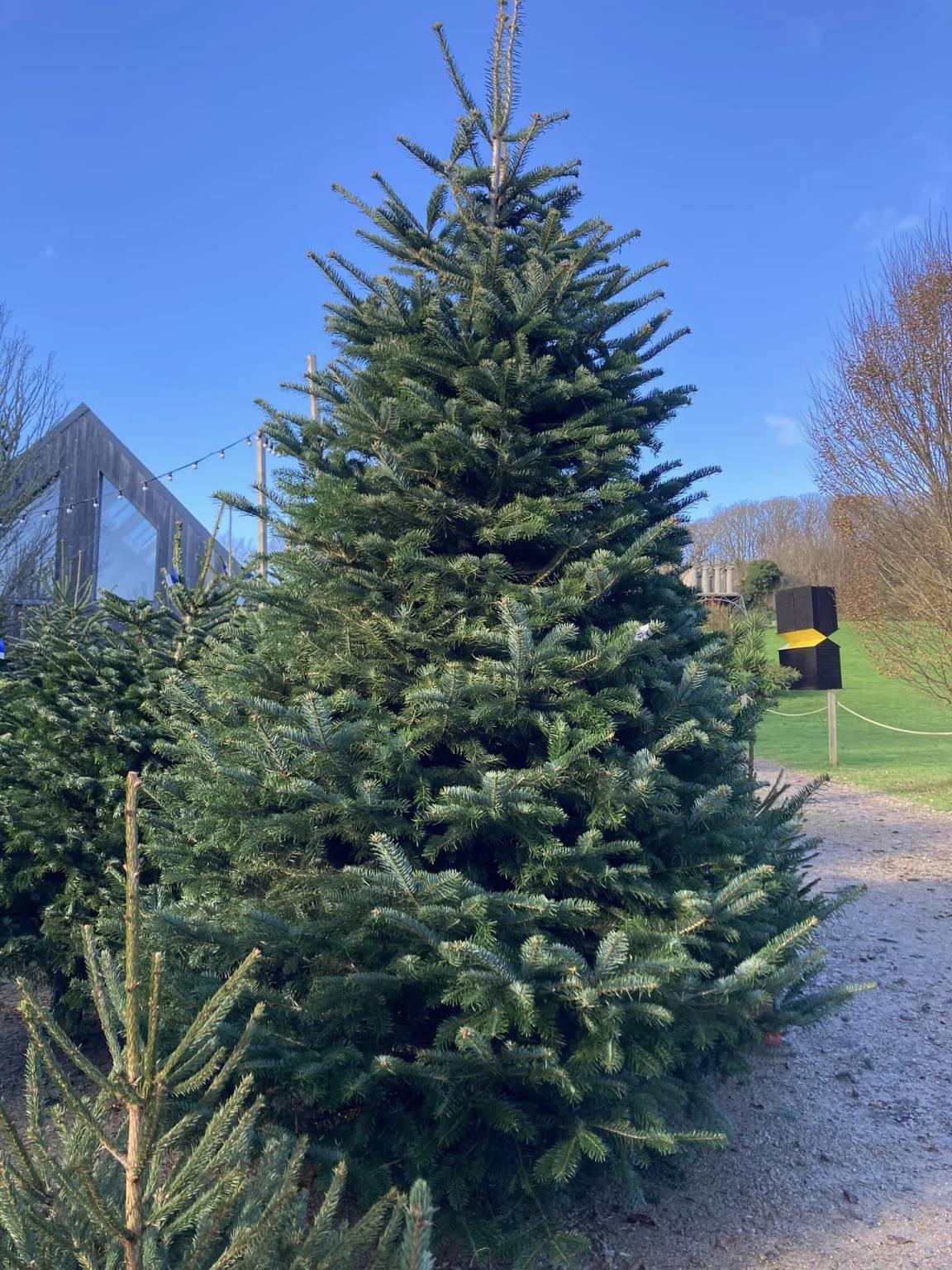 cornish christmas trees on sale